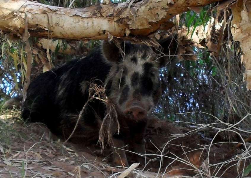 Swino - The Australian Beer-stealing Feral Pig was Just Found Dead ...