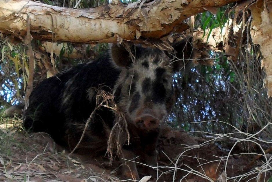 Swino - The Australian Beer-stealing Feral Pig was Just Found Dead ...