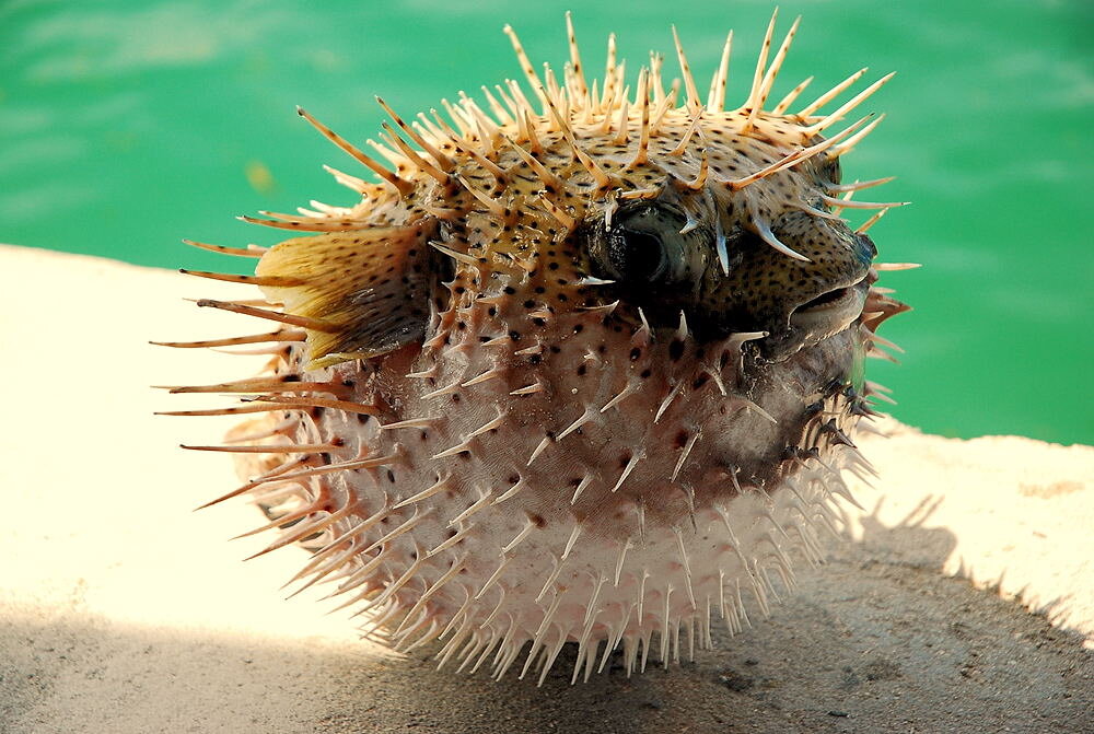 Puffer Fish Poison Sac