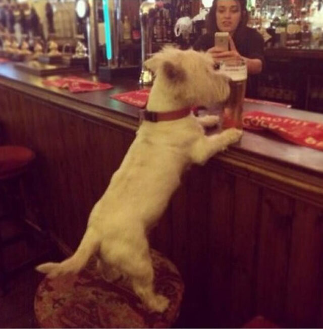 Dogs in Pubs - Tumblr features photos of dogs in bars - Thrillist Nation
