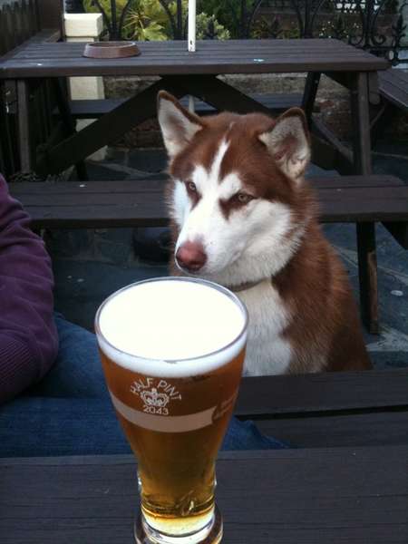 Dogs in Pubs - Tumblr features photos of dogs in bars - Thrillist Nation