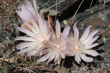 Natural Cold Remedies - Turmeric Tea, Umeboshi, Bitterroot, and Other ...