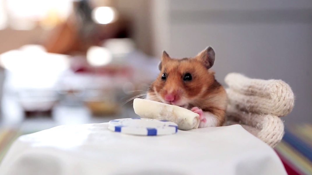 Hamsters Eating Tiny Burritos - Thrillist