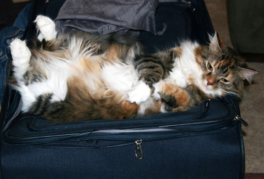 Amtrak to Test Pets-On-Board Program - Thrillist