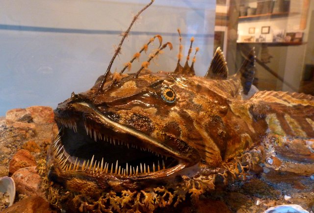 Blobfish, Mantis Shrimp, Monkfish, and Other Bizarre Ocean Creatures ...