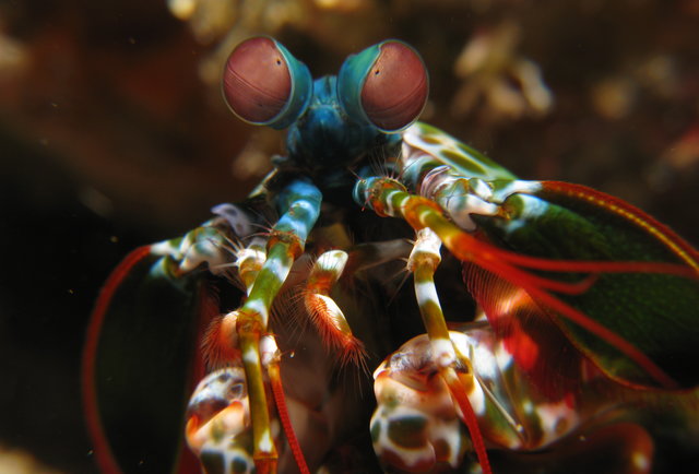 Blobfish, Mantis Shrimp, Monkfish, and Other Bizarre Ocean Creatures ...