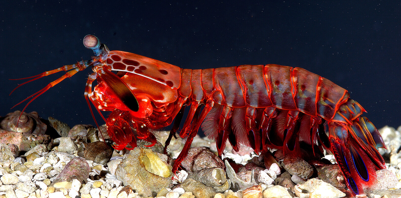 Blobfish, Mantis Shrimp, Monkfish, and Other Bizarre Ocean Creatures ...
