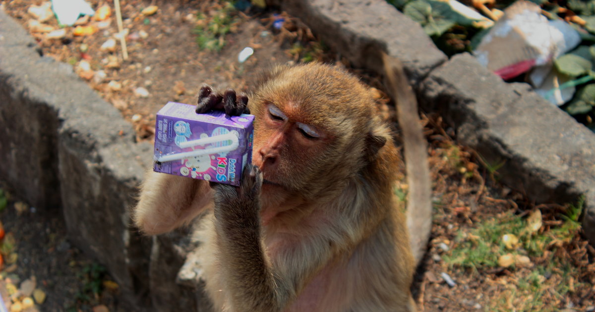 City of Monkeys - Lopburi - Thai City Overrun with Monkeys - Thrillist