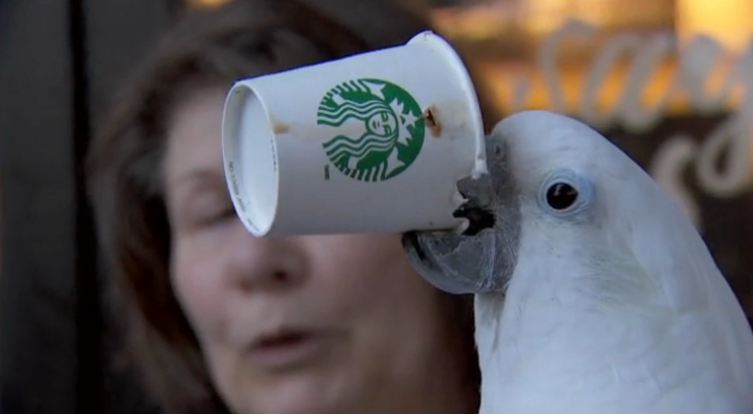 Kyara the Parrot Drinks Starbucks Coffee - Thrillist