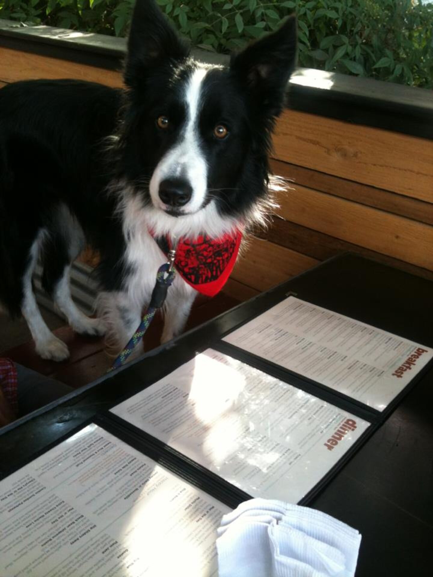 Dog-Friendly Restaurants - Menus For Dogs - Thrillist