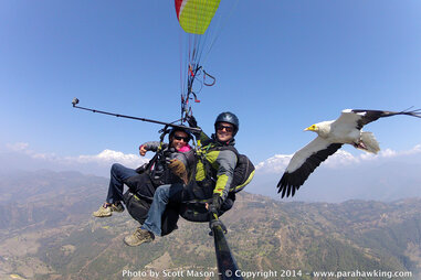Parahawking combines paragliding and falconry - Thrillist