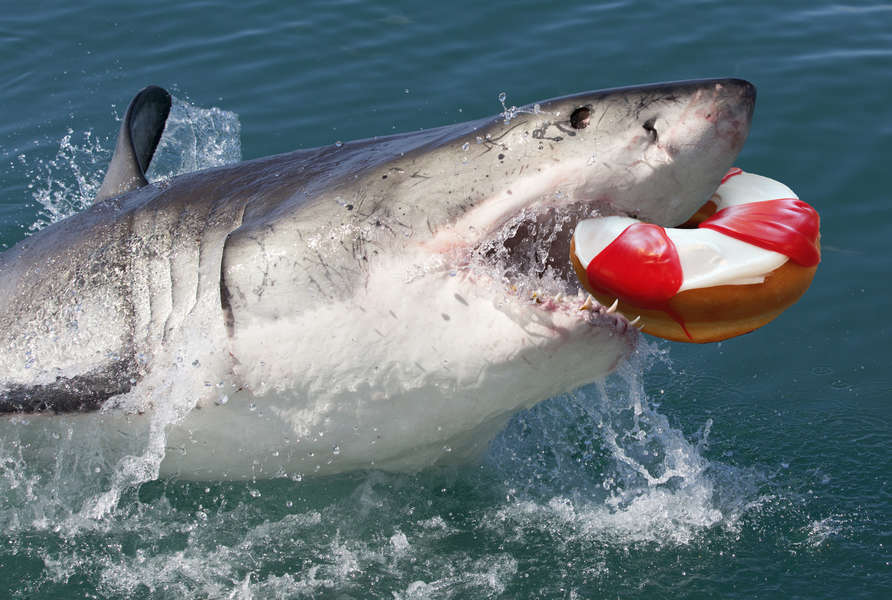 Shark Week - Dunkin' Donuts and Discovery Partner for Prizes, Shark ...