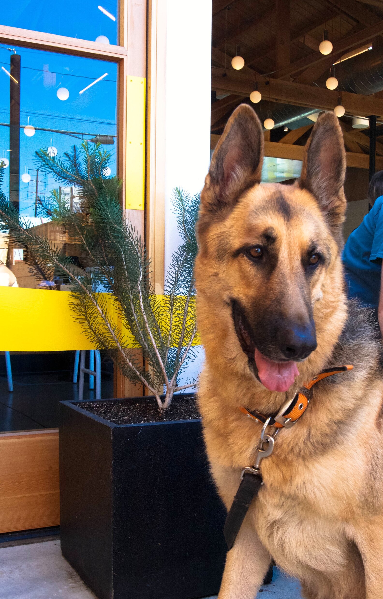Dog Friendly LA Bars Restaurants - Drink Outside With Your Dog - Thrillist