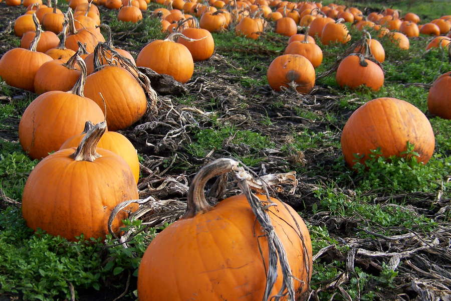 Best Pumpkin Dishes in Boston - Things to do in Boston This Weekend ...
