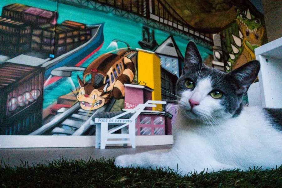 Cat Town Cafe - Oakland SF Bay Area Cat Cafe - Things to Do in San ...