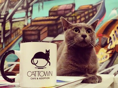 Cat Town: A Bar in Oakland, CA - Thrillist
