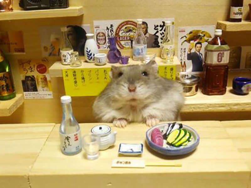 Hamster Bartender - Thrillist