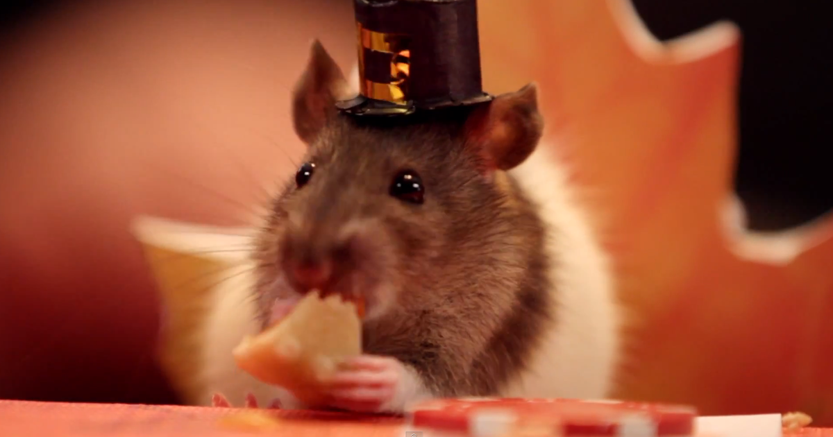 Tiny Hamster Thanksgiving Video - Thrillist