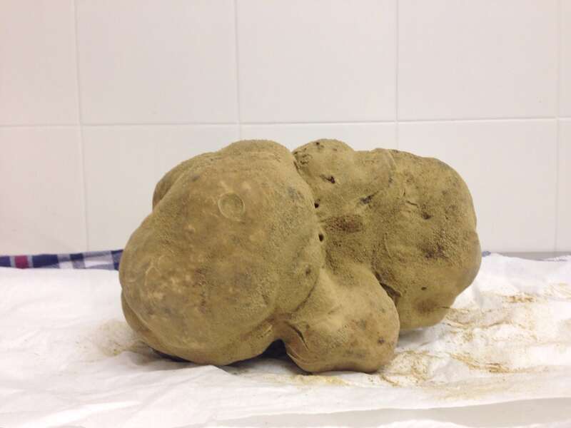 Million-dollar truffle auctions for $61k - Thrillist