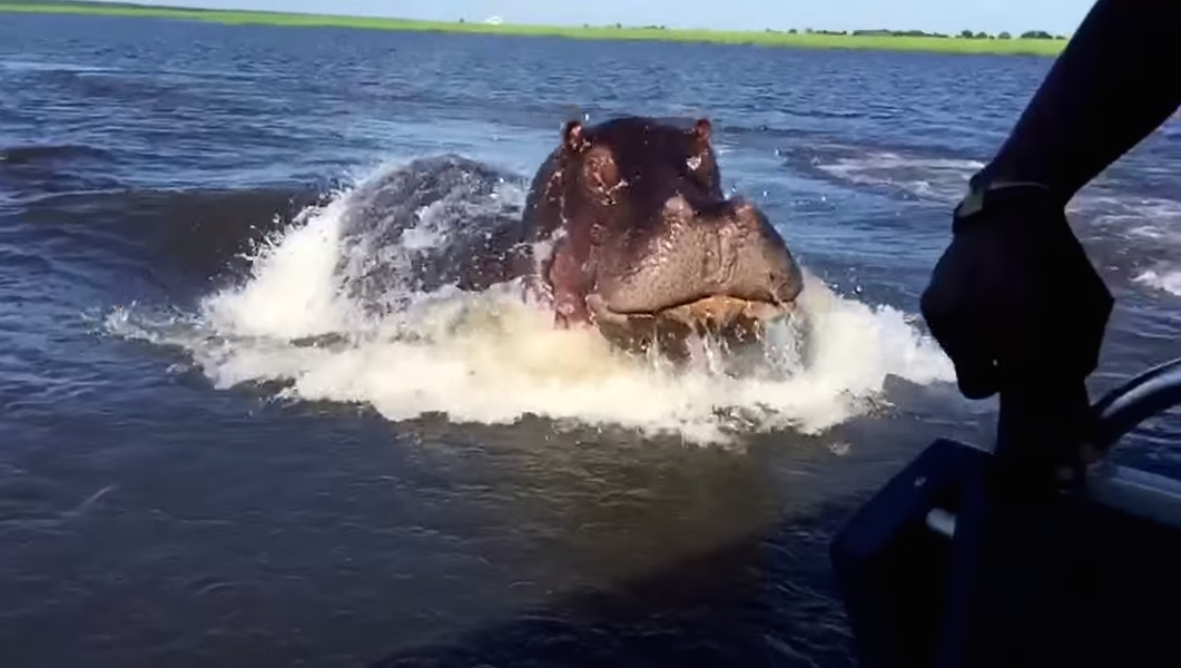Hippo Chases Boat In Video From Botswana - Thrillist