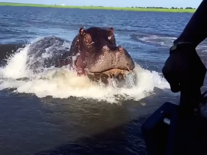 Hippo Chases Boat In Video From Botswana - Thrillist