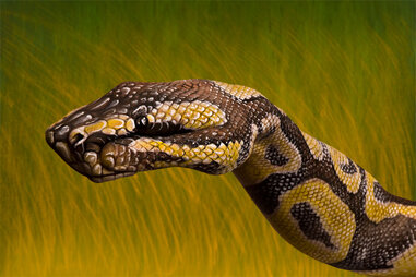 Artist Turned Hands Into Animals - Guido Daniele NYC - Thrillist