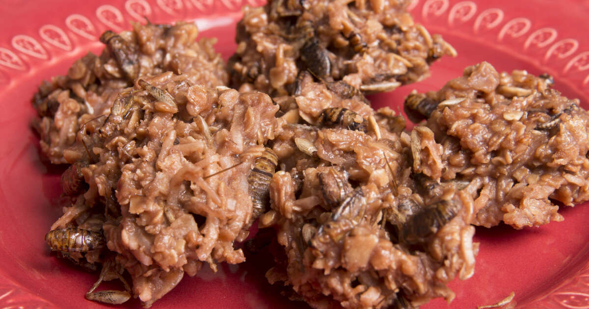 Edible Insects: 8 Bug Recipes We Dare You to Eat - Thrillist