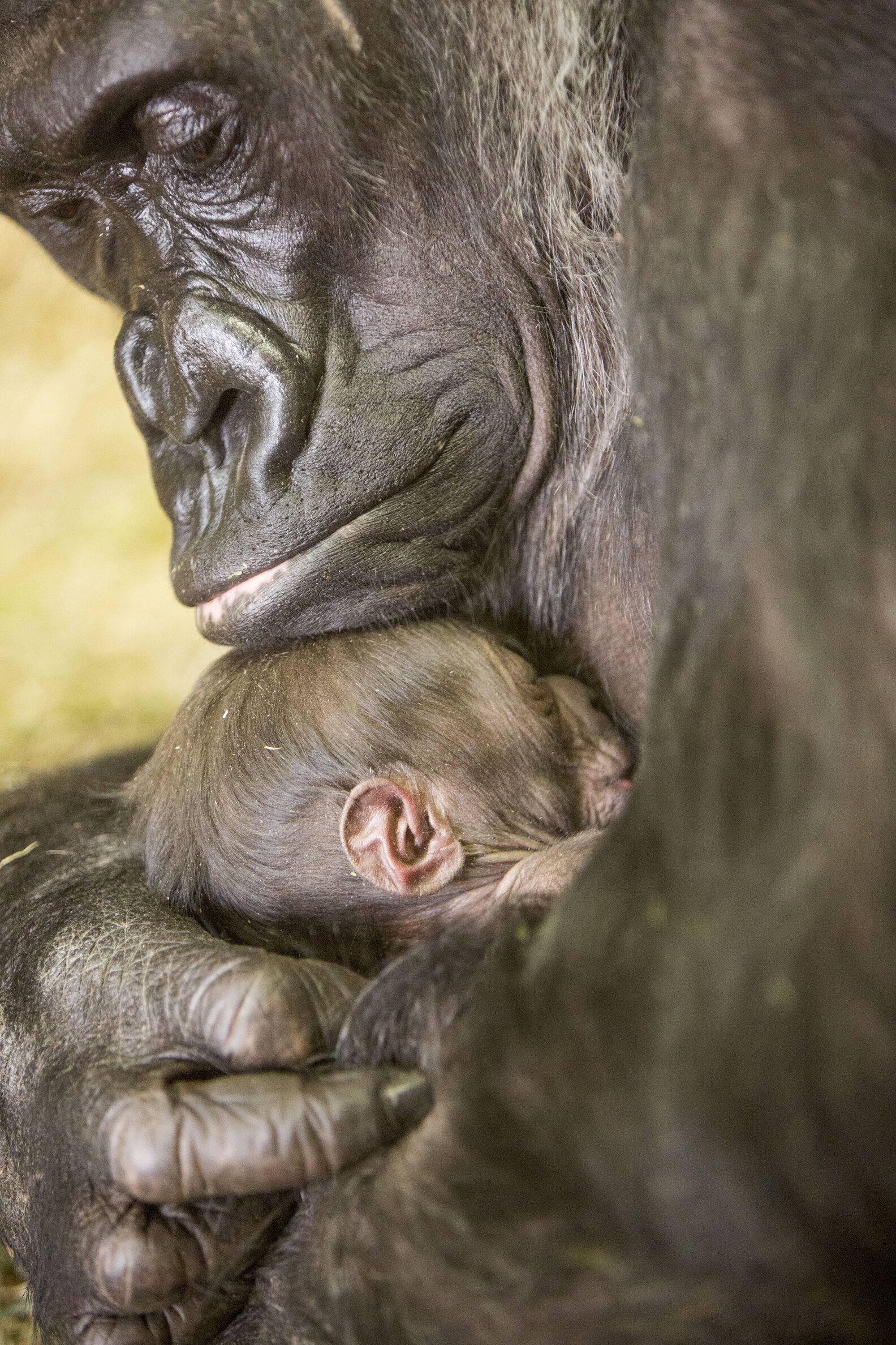 Newborn Gorilla At Lincoln Park Zoo Is Freaking Adorable - Thrillist