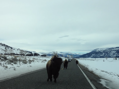 Buffalo Slams Into Parked SUV Near Yellowstone National Park - Thrillist