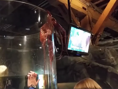 Octopus Attempts Escape From Seattle Aquarium In Video - Thrillist
