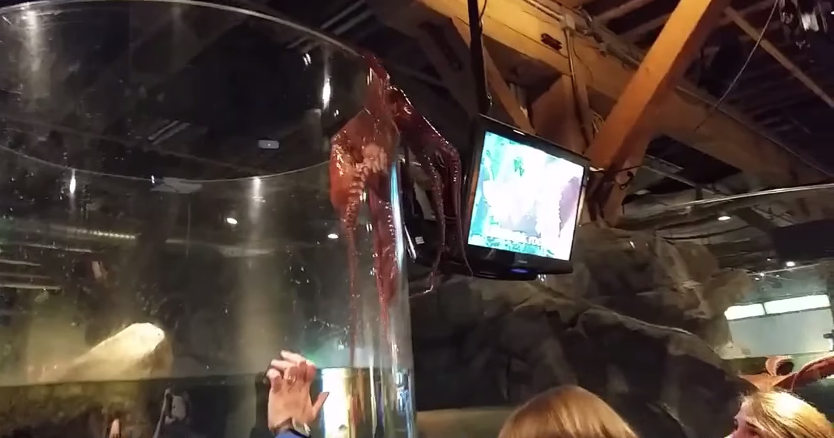 Octopus Attempts Escape From Seattle Aquarium In Video - Thrillist