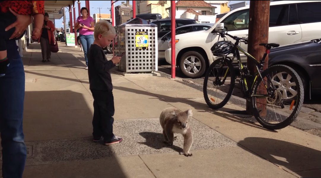Cute Koala Bear Walks Down Busy Street in Portland, Australia - Thrillist