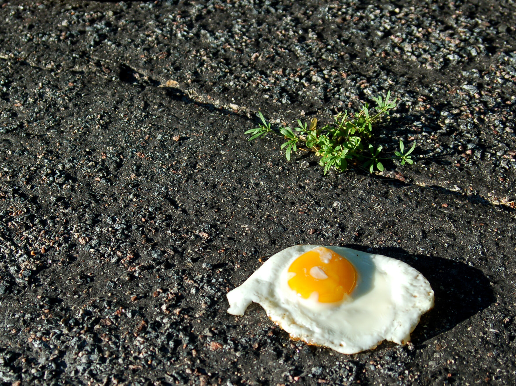 Rebecca Pisani - Thrillist