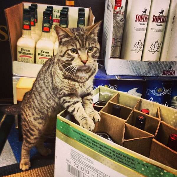 Distillery Cats Combine Booze and Cats - Thrillist
