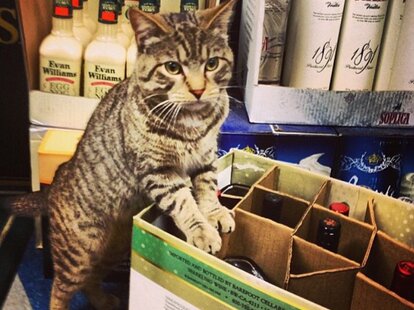 Distillery Cats Combine Booze and Cats - Thrillist