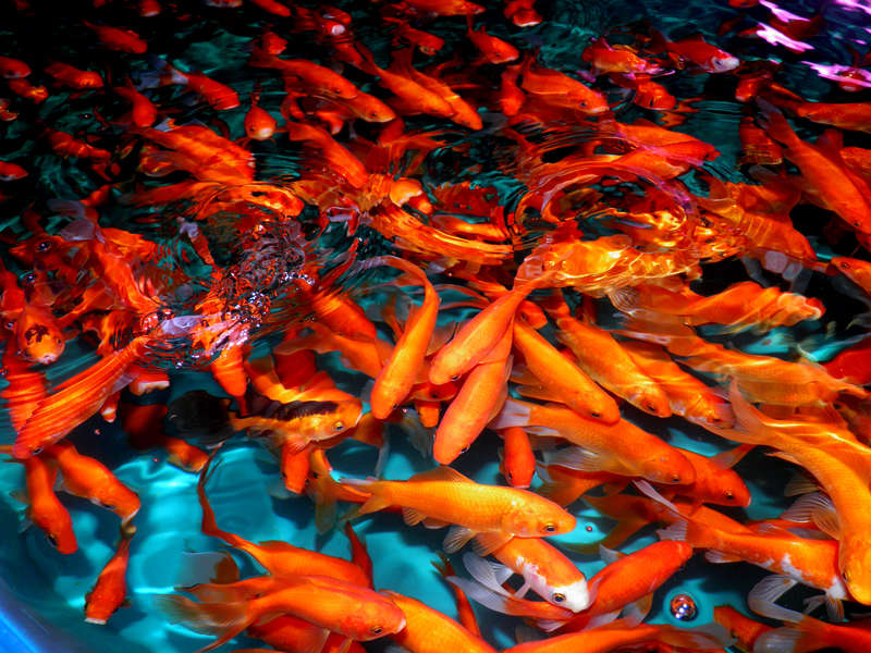 Thousands Of Goldfish Take Over Colorado's Teller Lake - Thrillist