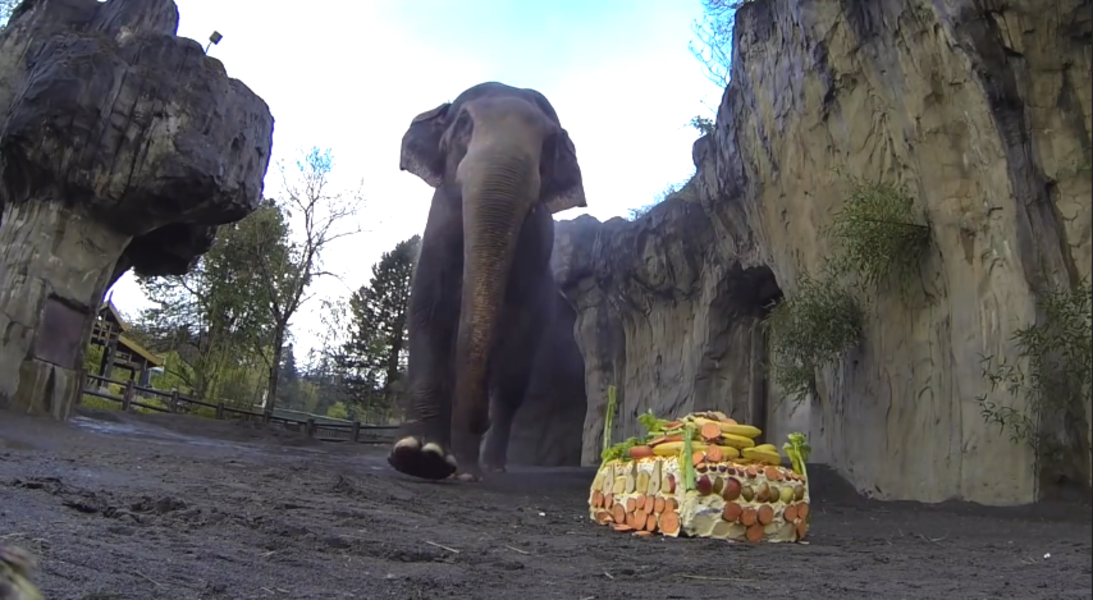 Oregon Zoo Elephant Eats Birthday Cake - Thrillist