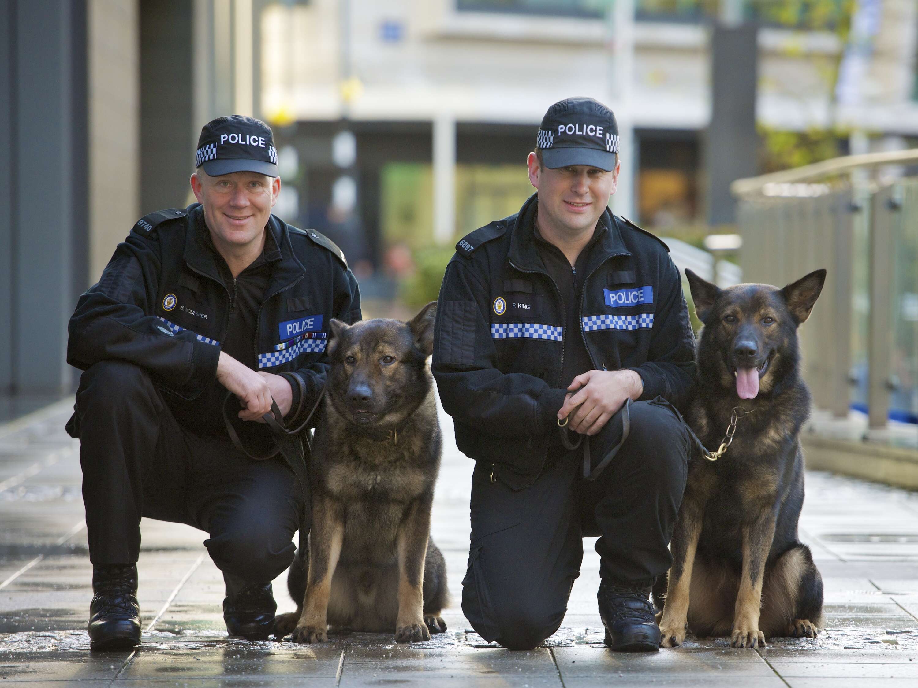 Are Police Dogs Trained To Smell Drugs
