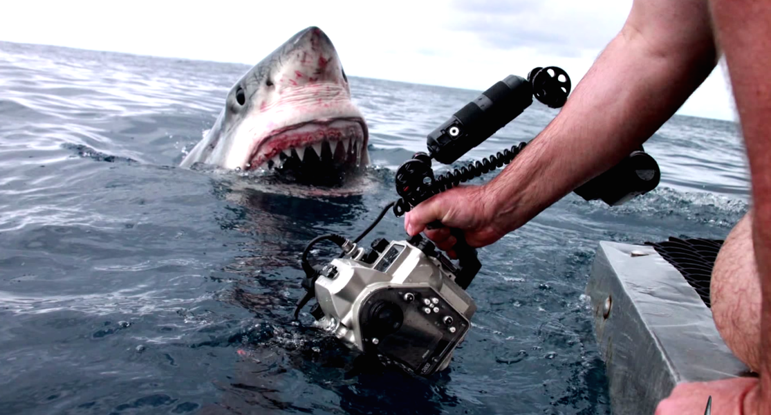 Dave Riggs Captures Terrifying Australian Great White Shark on Film ...