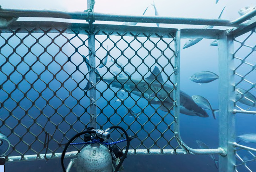 Google's Ocean Street View Lets You See Great White Sharks Up Close ...