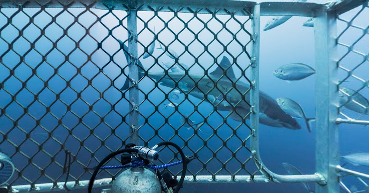 Google's Ocean Street View Lets You See Great White Sharks Up Close ...