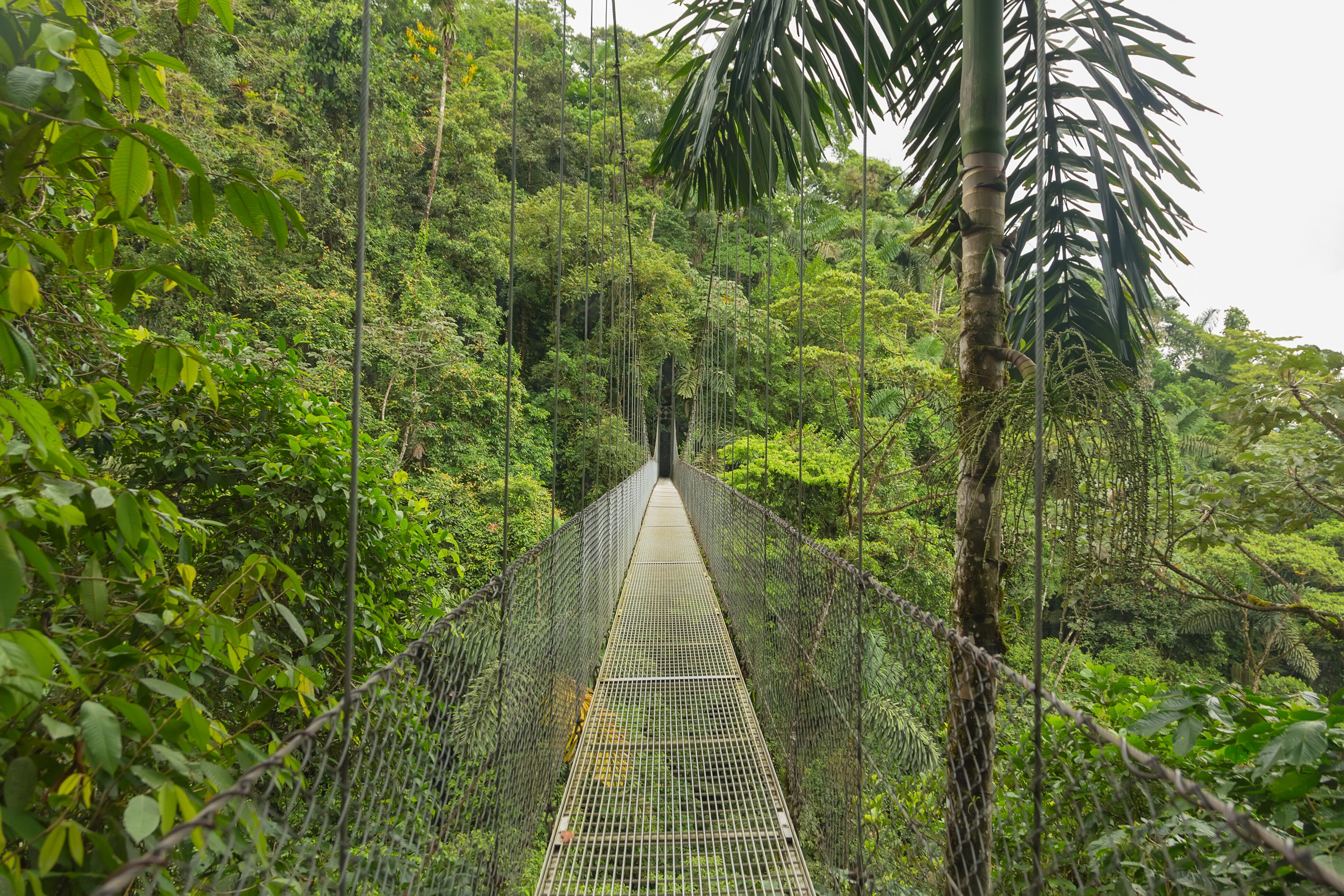 Hanging Bridge