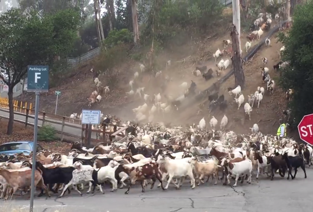 Berkeley Lab Releases Goat Herd to Prevent Wildfires (VIDEO)