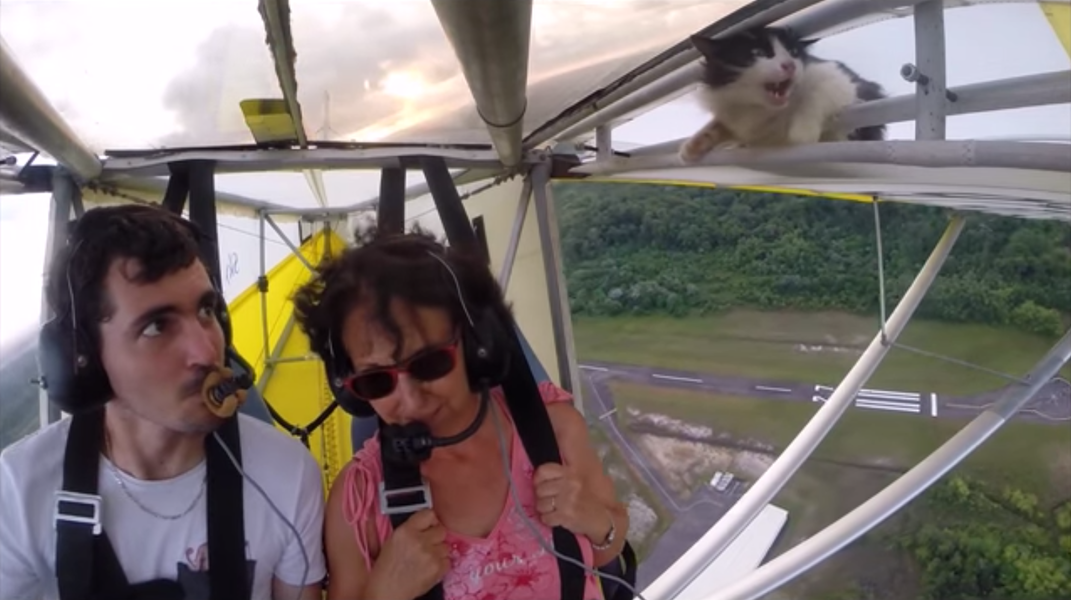 Crazy Flying Cat Video: Cat Flies on Wing of ULM Club 16-34 Plane ...