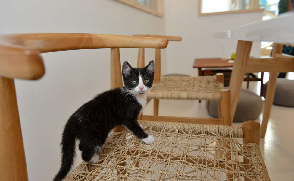 SF Cat Cafe - KitTea - Hayes Valley SF - Thrillist