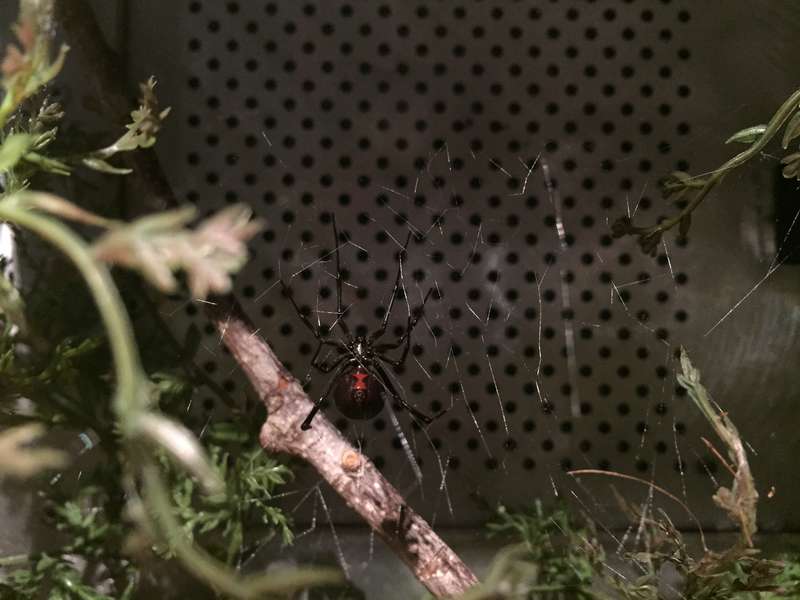 Attending The Spiders Alive! Exhibit At The American Natural History ...