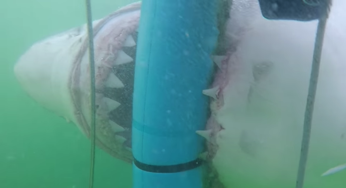 Crazy Shark Video: Great White Shark Attacks Diving Cage - Thrillist