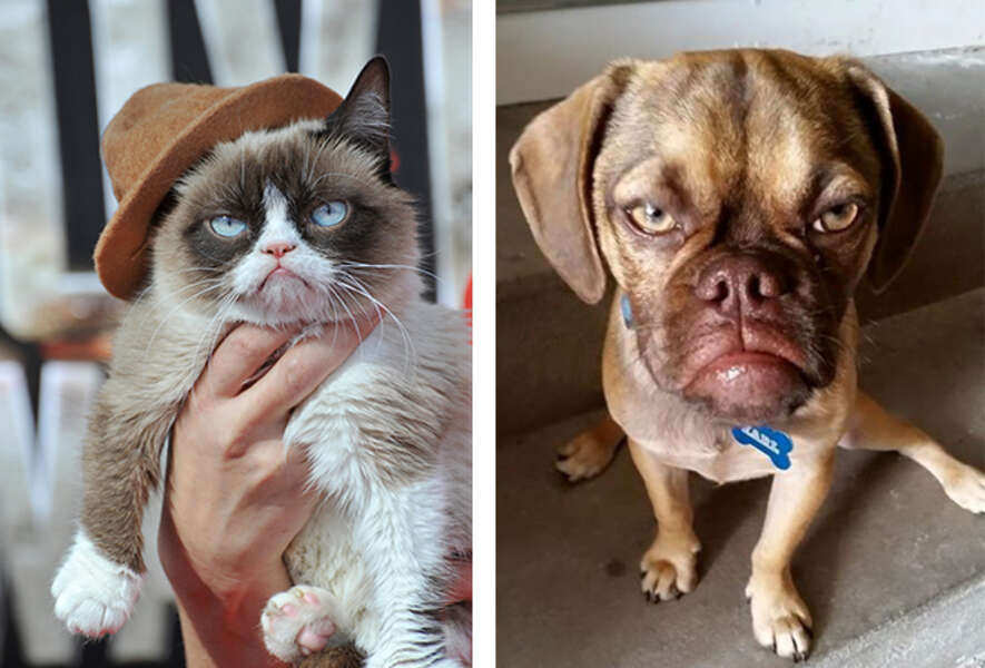 First There Was Grumpy Cat, Now There's Grumpy Puppy - Thrillist