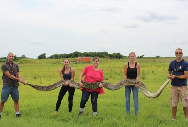 18ft Python Caught in Everglades, Nothing to See Here