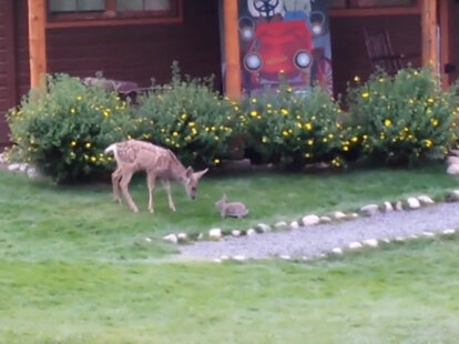 Animal Best Friends Play in Adorable Video - Thrillist